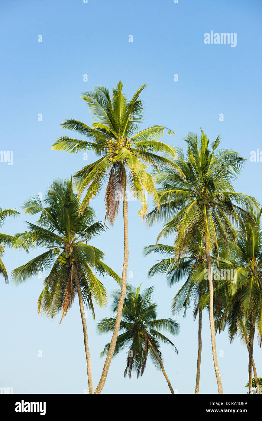 Morning palm trees hi-res stock photography and images - Alamy