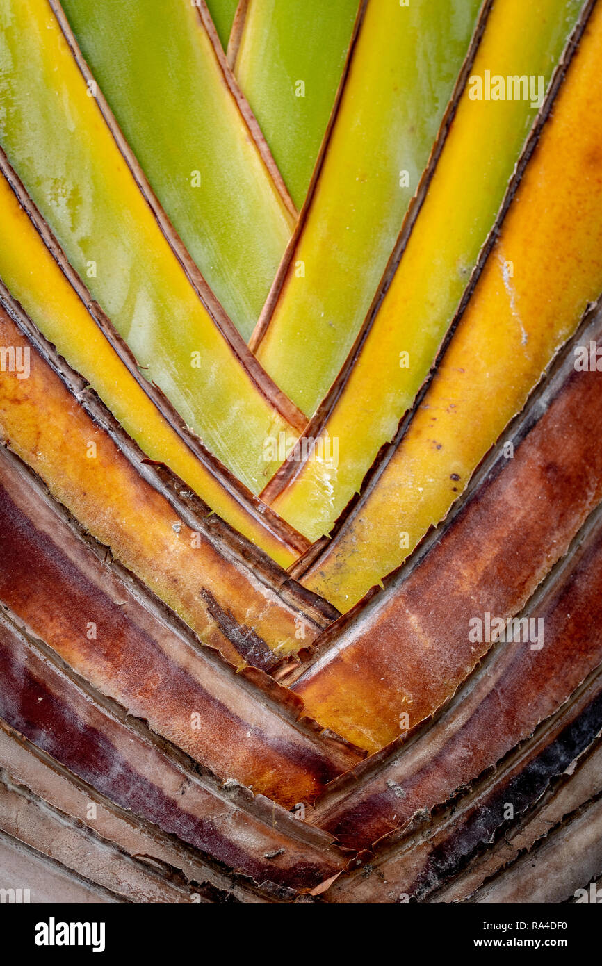 Close up of the colours of the traveller's palm tree (ravenala ...
