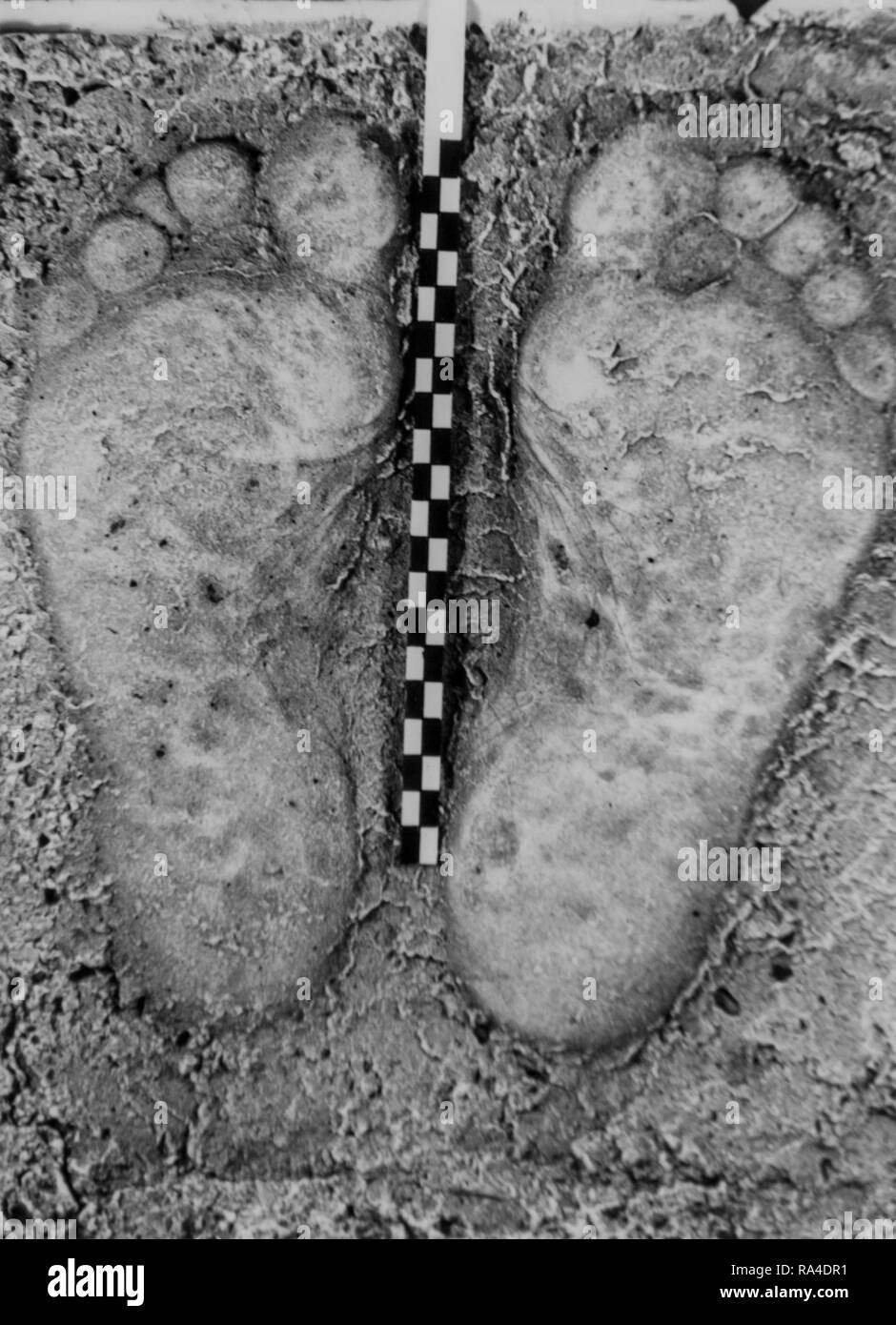Old archival black and white phtoto of plaster cast of footprints from ...