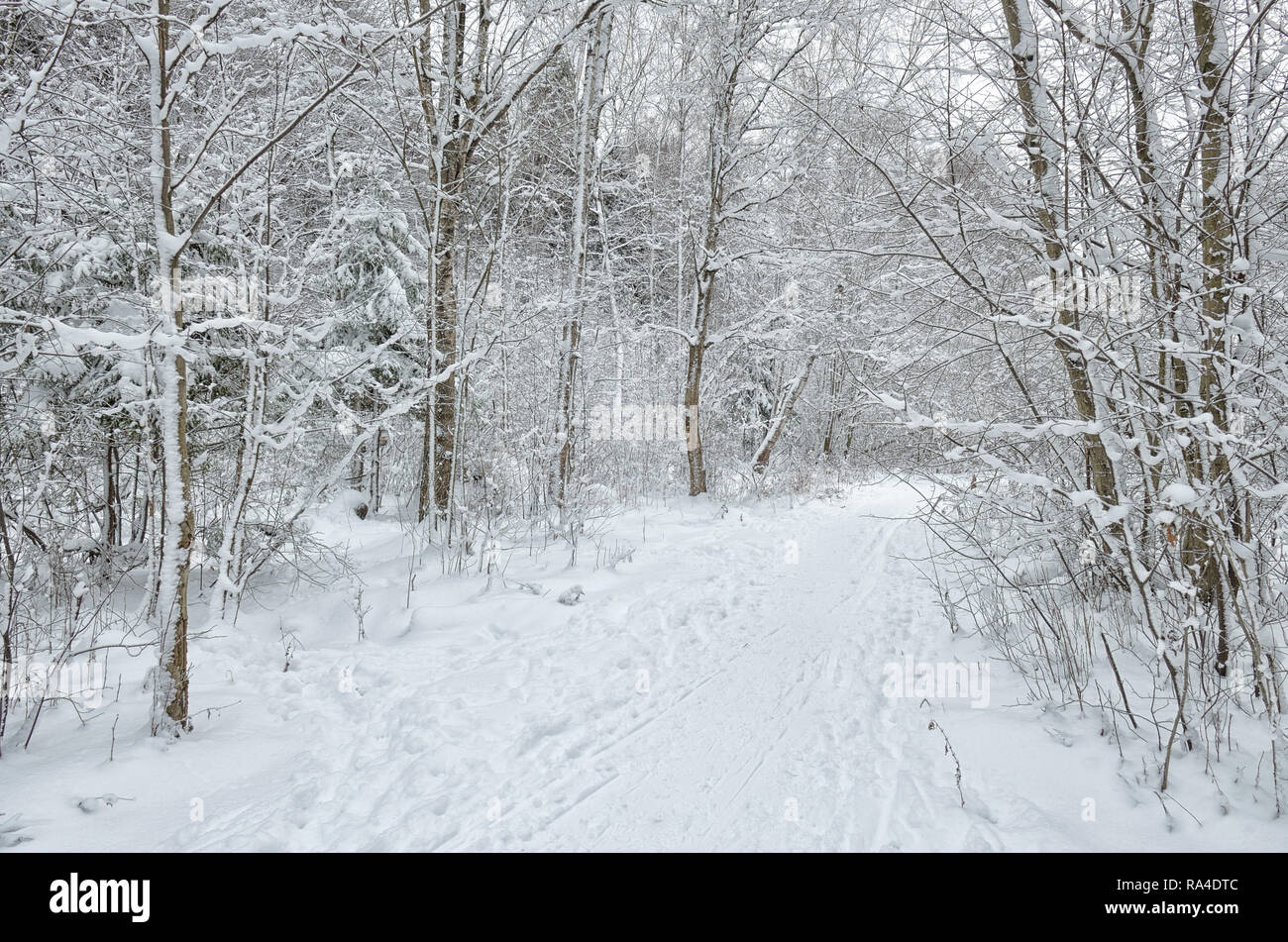 Snowy winter in the forest.On the branches of trees is snow Stock Photo ...