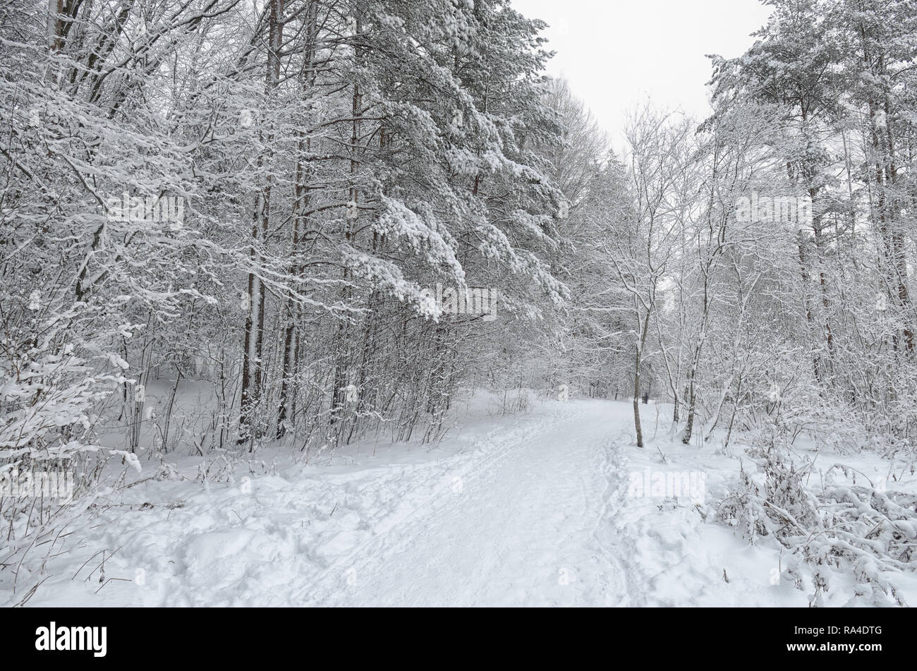 Snowy winter in the forest.On the branches of trees is snow Stock Photo ...