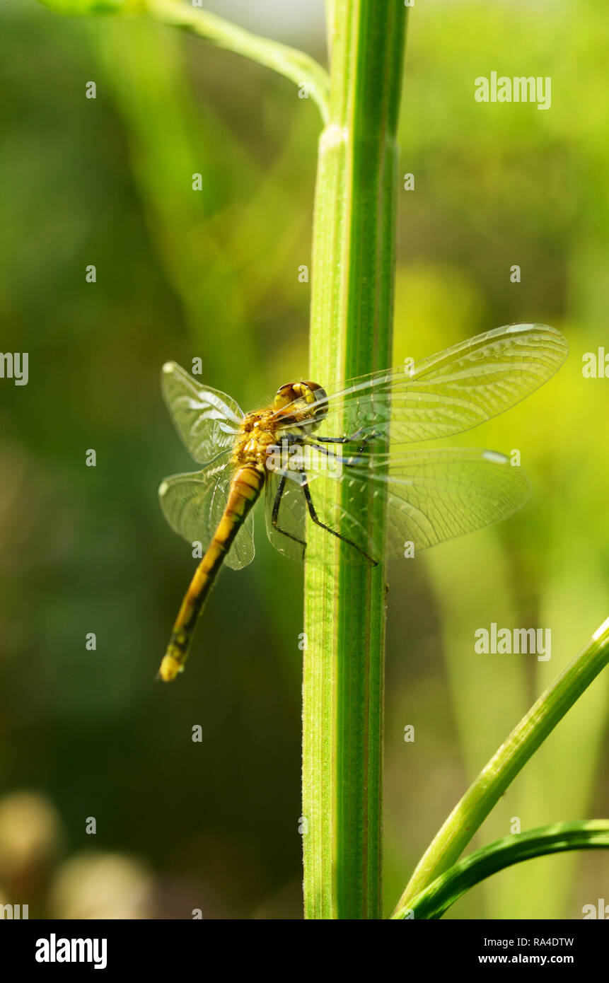Dragonfly is an insect living near water bodies.These are active ...