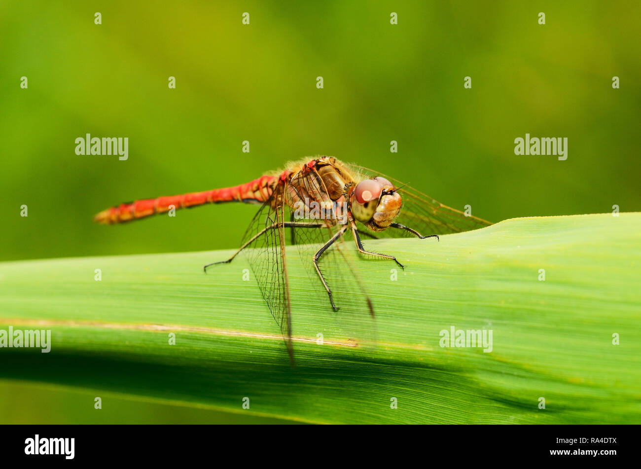 Dragonfly is an insect living near water bodies.These are active ...