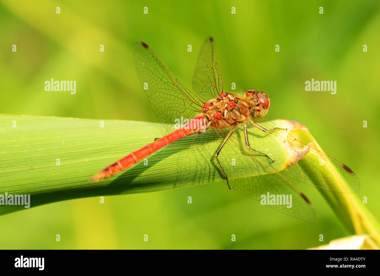 Dragonfly is an insect living near water bodies.These are active ...
