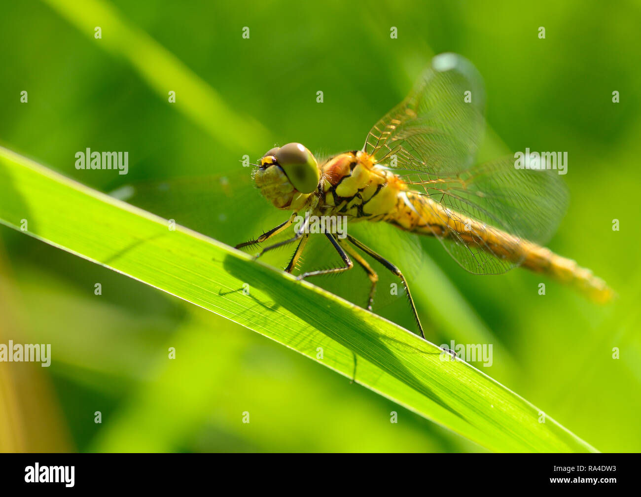 Dragonfly is an insect living near water bodies.These are active ...