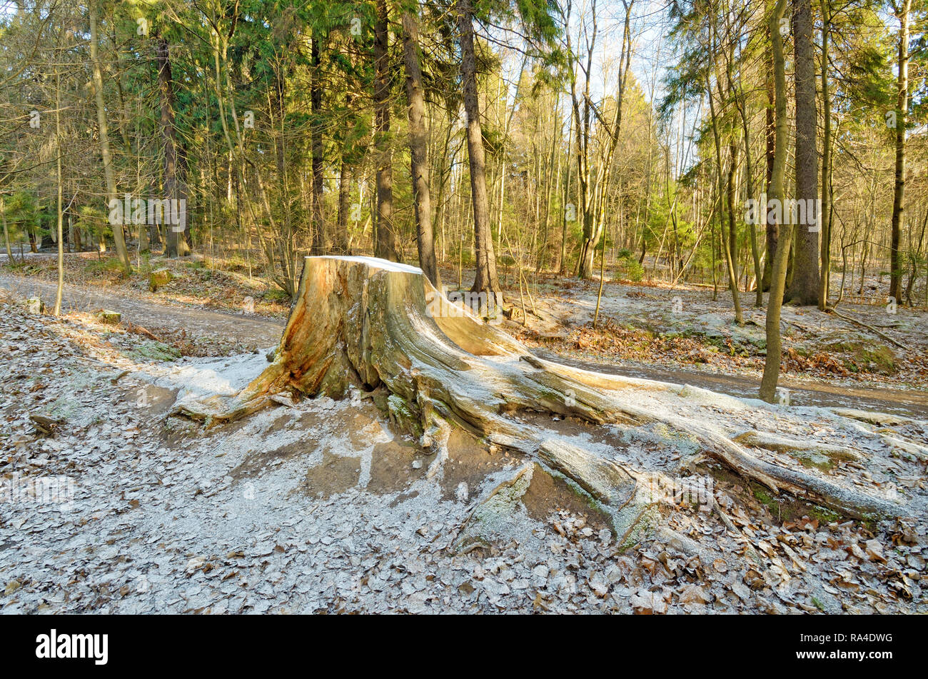 Old rotten stump.It was left of a felled tree Stock Photo - Alamy