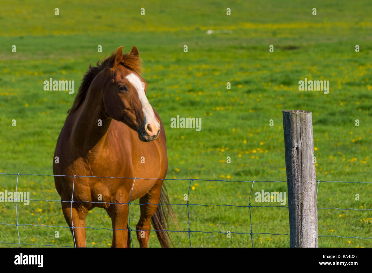 Horse looking over fence Stock Photo - Alamy