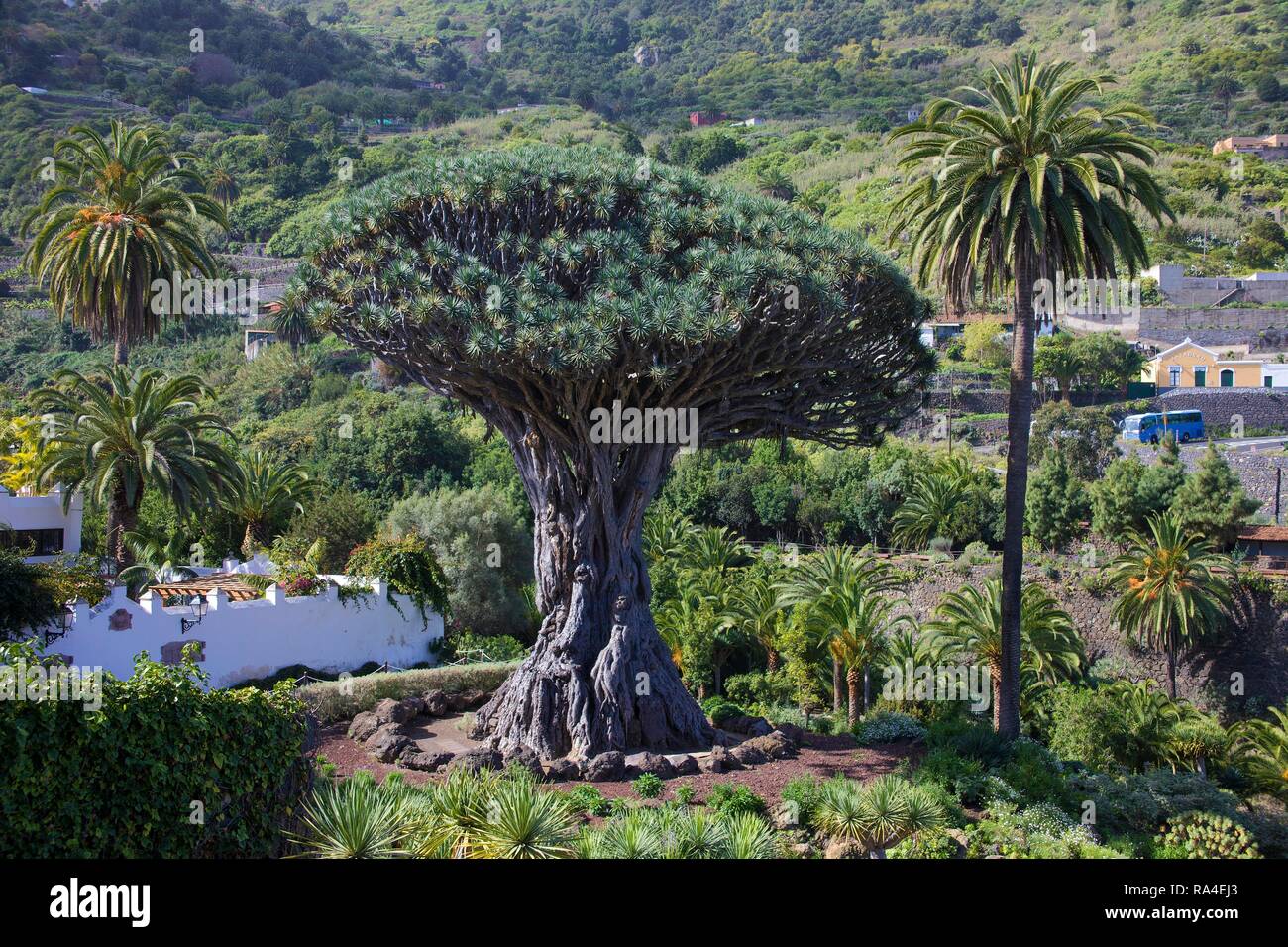 Tenerife Drago Milenario High Resolution Stock Photography and Images ...