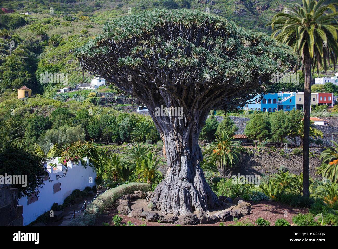 Tenerife Drago Milenario High Resolution Stock Photography and Images ...