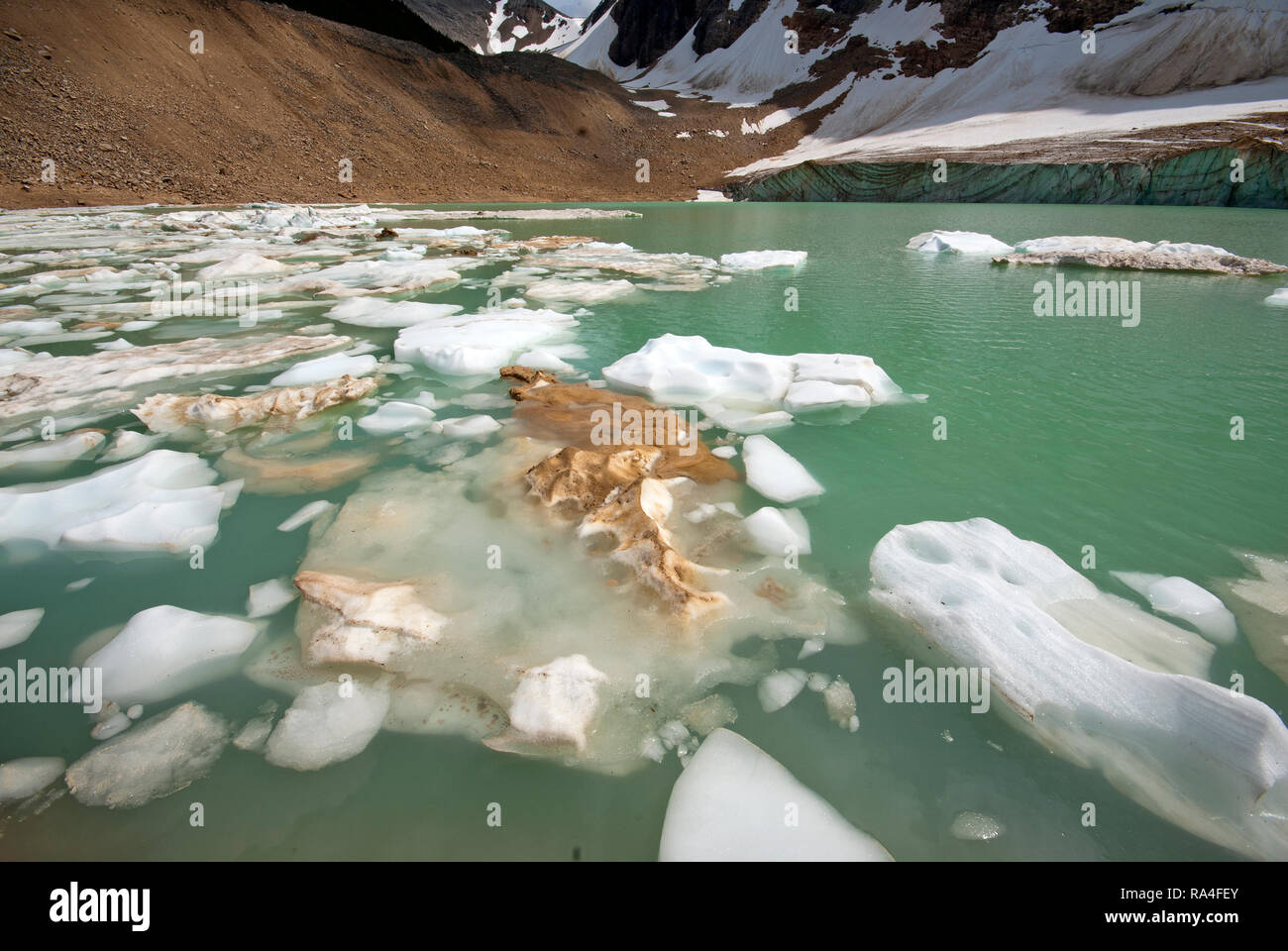 Cavell glacier and his pond with floating icebergs, Mount Edith Cavell ...