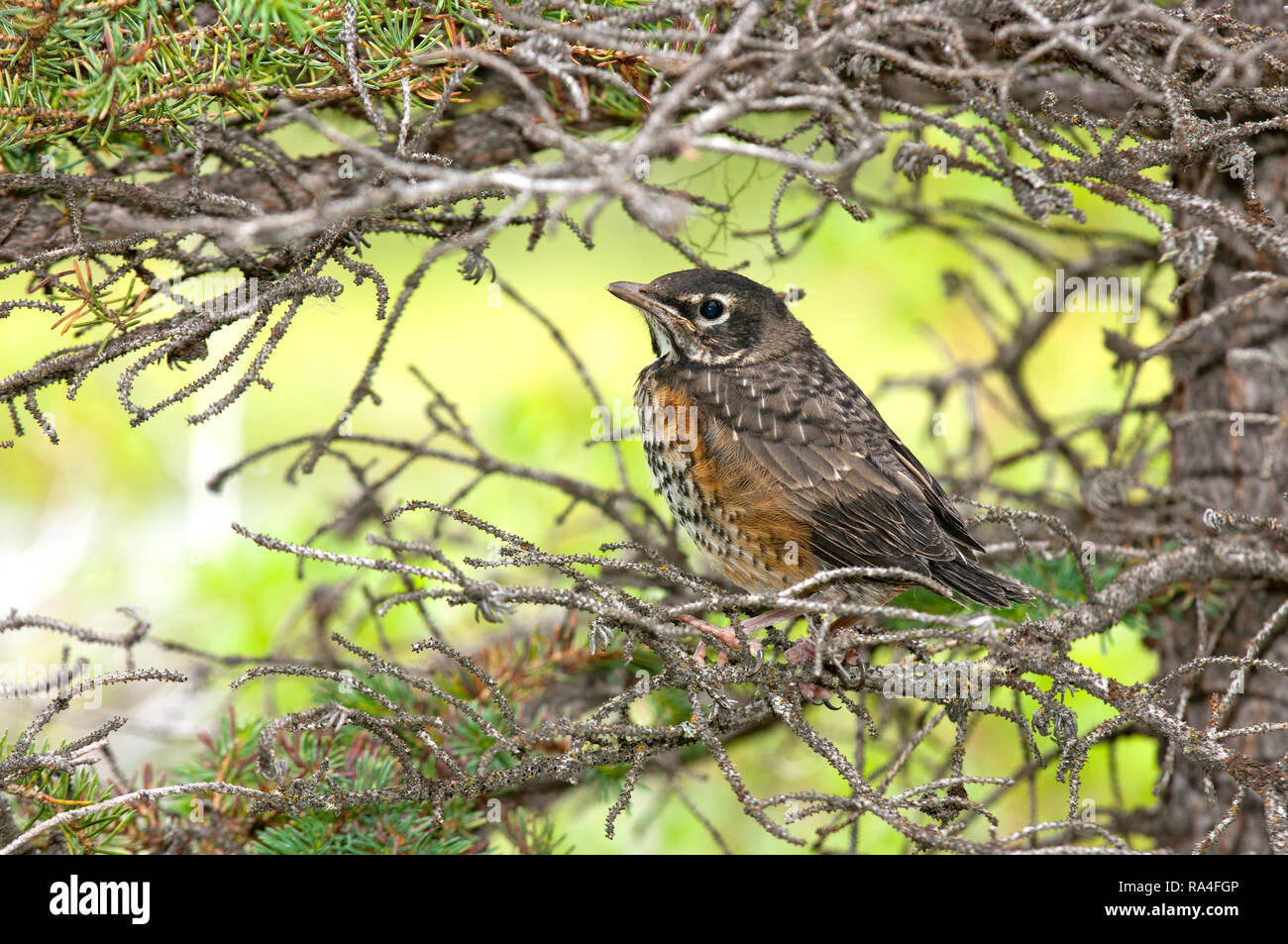 Canadian robin hi-res stock photography and images - Alamy