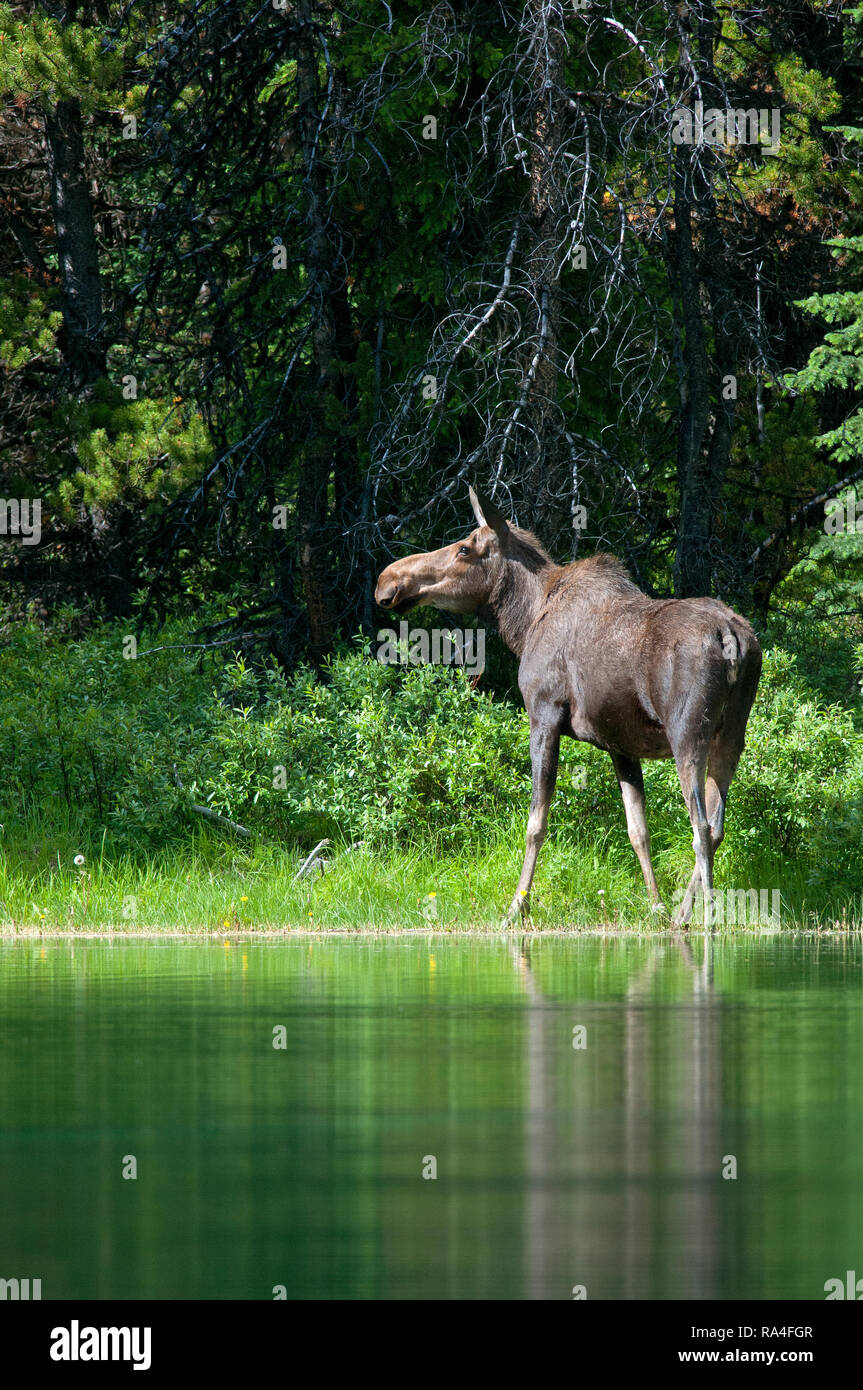 Cow moose (Alces alces) in Jasper National Park, Rocky Mountains ...