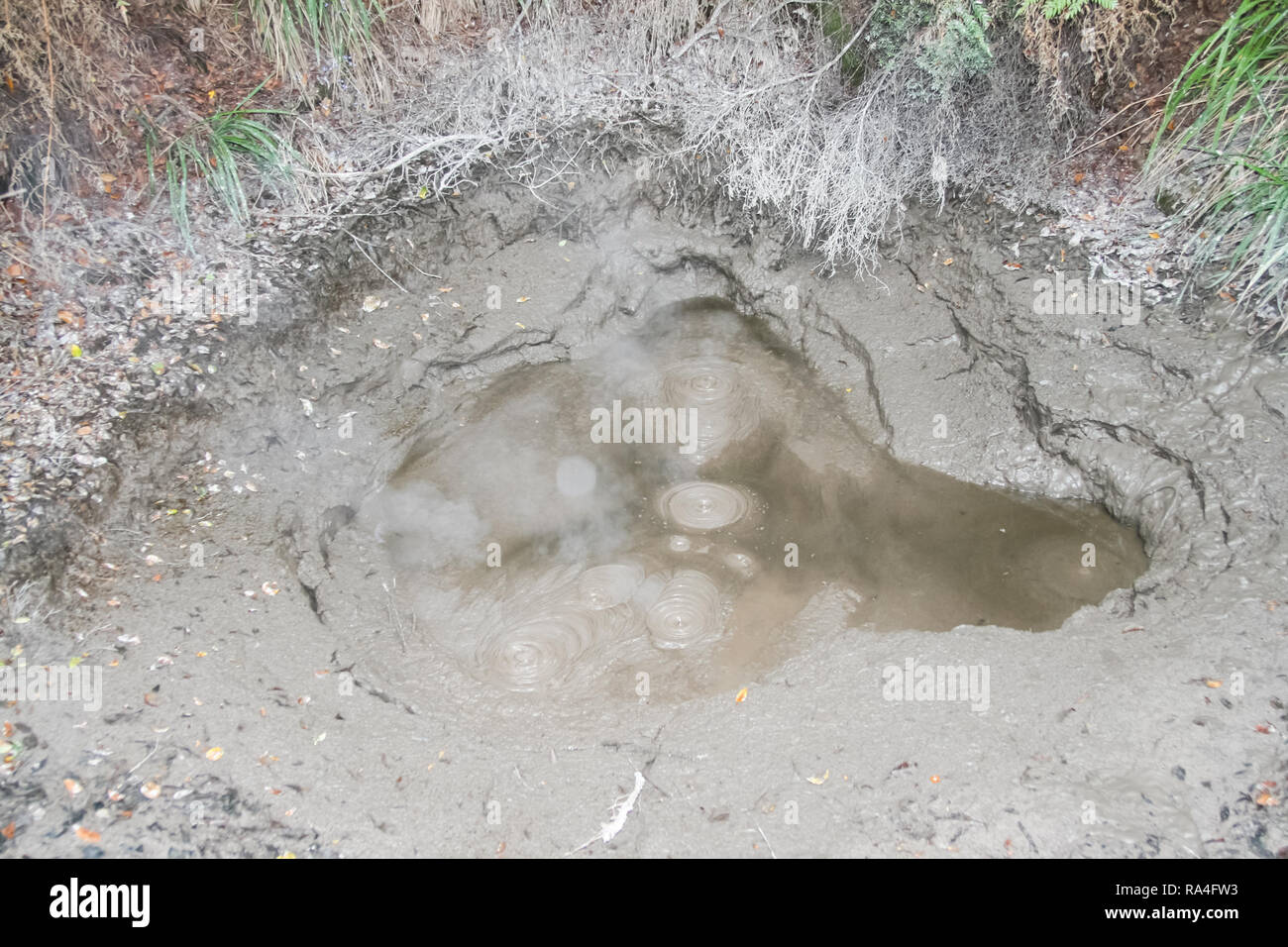 New Zealand steam geysers. New Zealand landscapes Stock Photo - Alamy