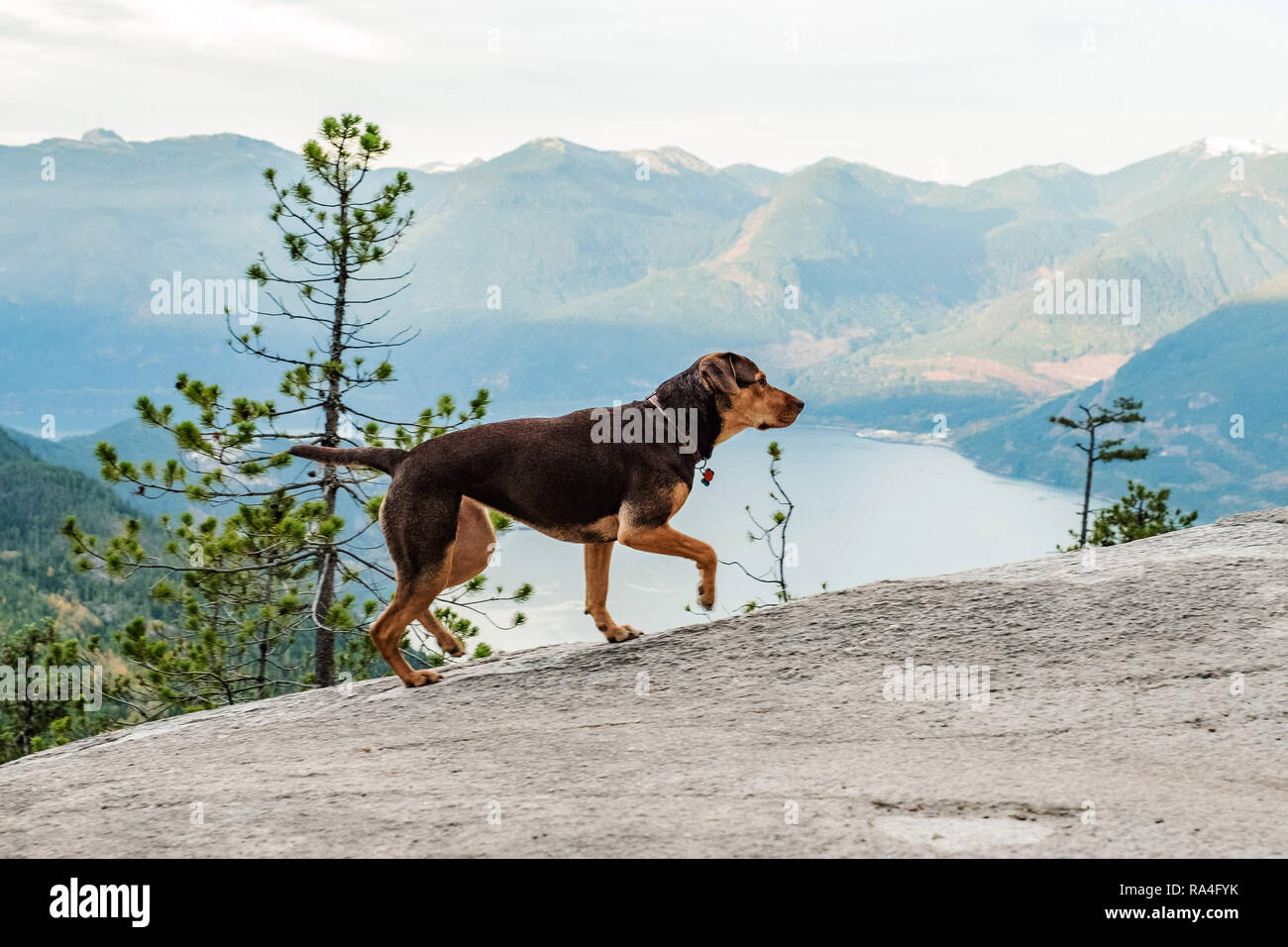 A DOG'S WAY HOME, Bella (portrayed by Shelby / voice: Bryce Dallas ...