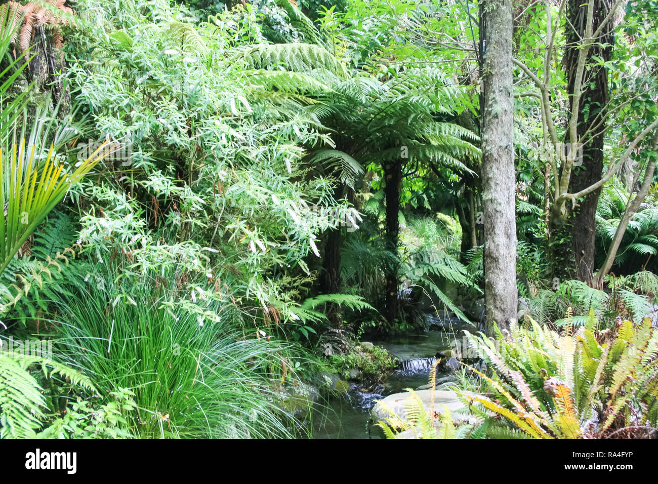 Rain Forest New Zealand. New Zealand landscapes Stock Photo - Alamy
