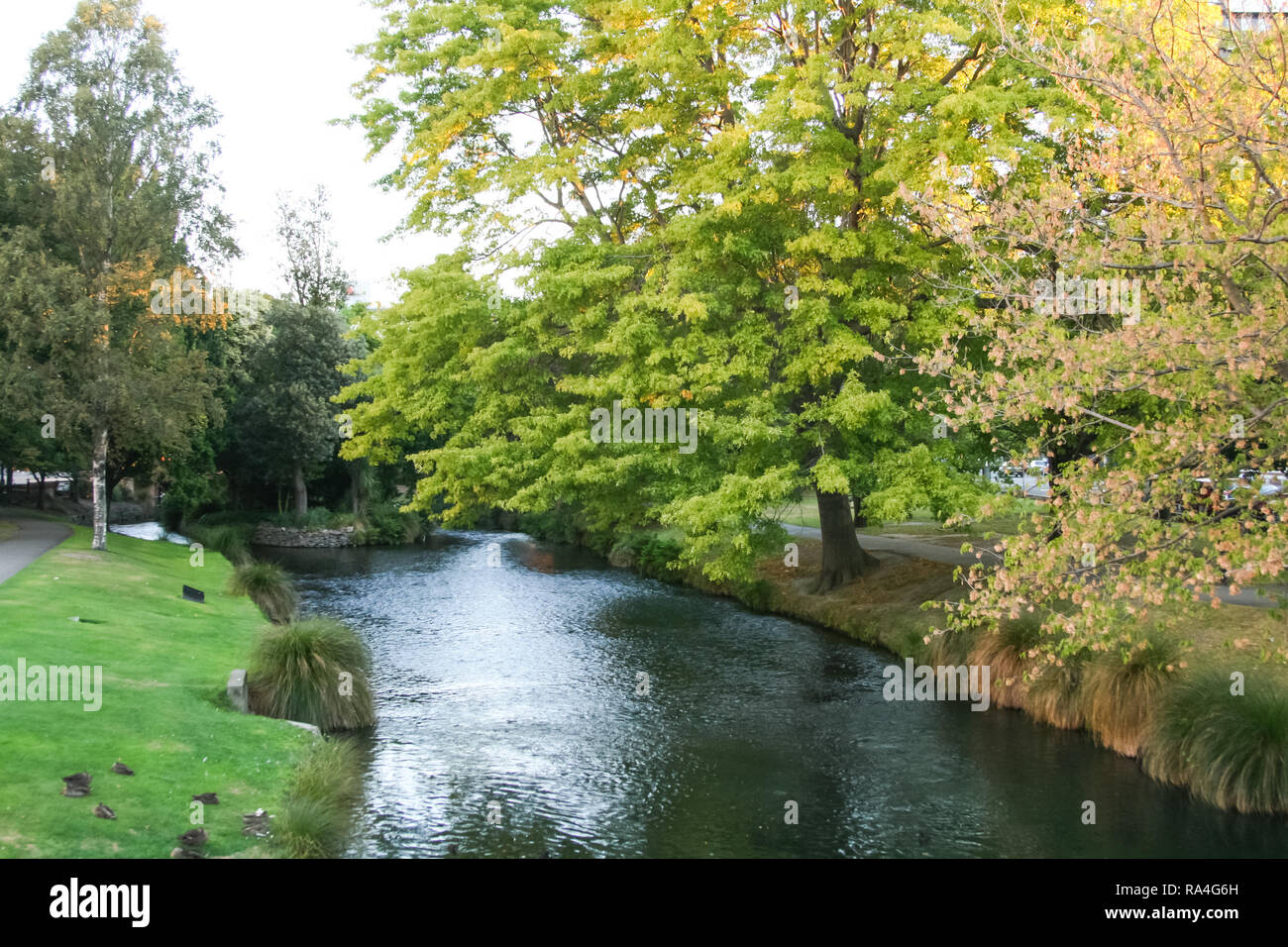 Rain Forest New Zealand. New Zealand landscapes Stock Photo - Alamy