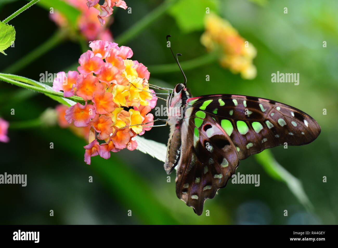 A tailed jay butterfly lands in the gardens Stock Photo - Alamy