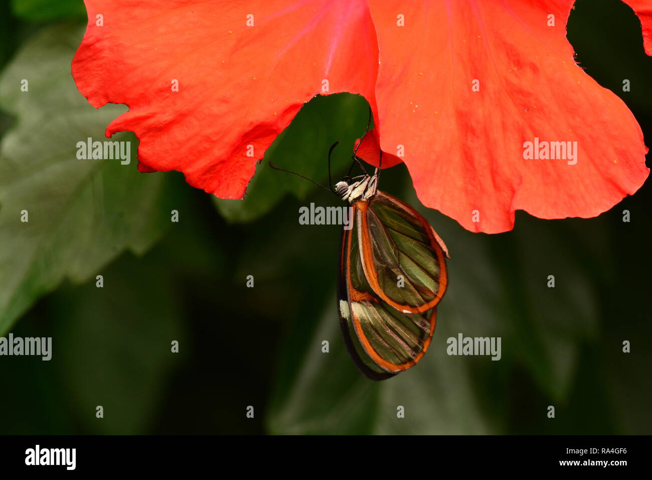 Glasswing butterfly on a red hibiscus flower hi-res stock photography ...