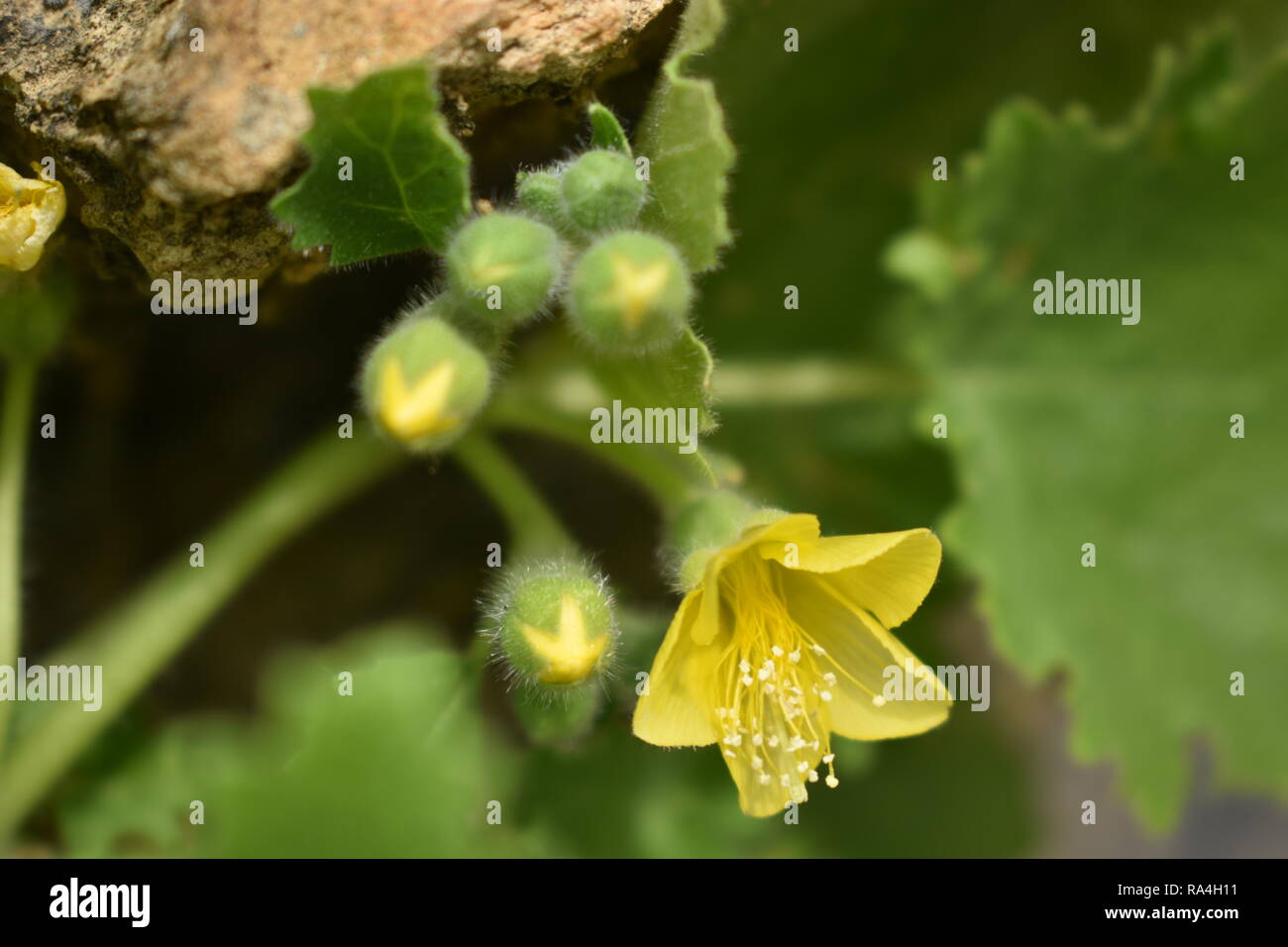 blooming yellow flowers 1 Stock Photo - Alamy