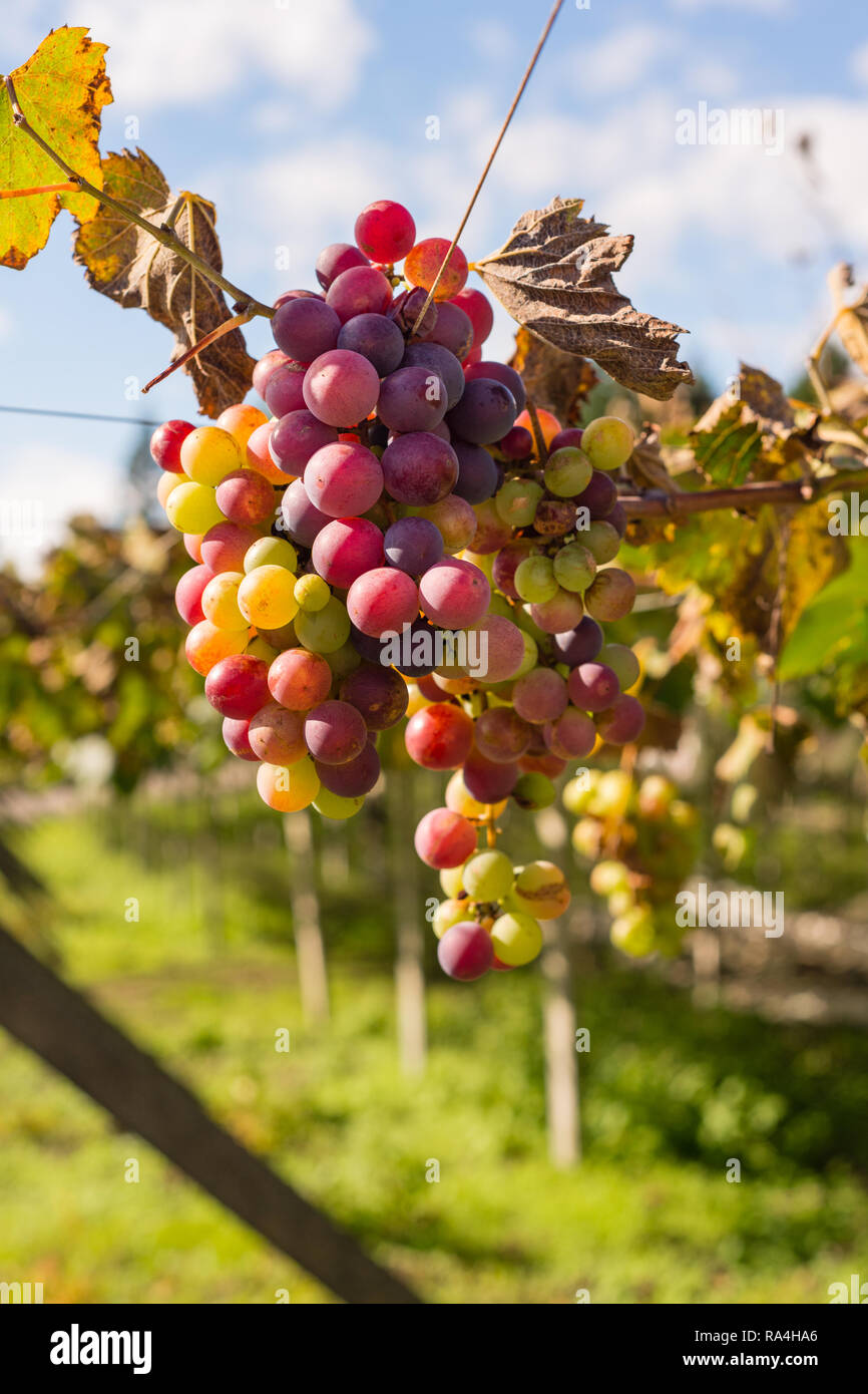Grapes fruit japan japanese hi-res stock photography and images - Alamy