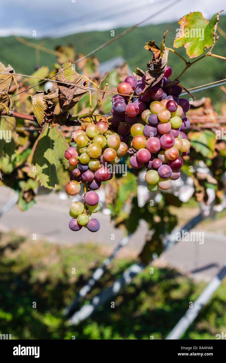 Grapes fruit japan japanese hi-res stock photography and images - Alamy
