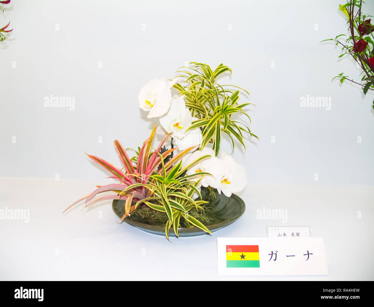 Ikebana. Dwarf trees in pots Houseplants Dwarf trees in pots Stock ...