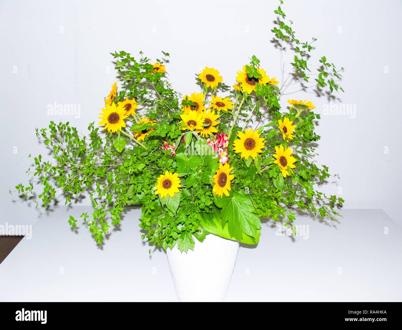 Ikebana. Dwarf trees in pots Houseplants Dwarf trees in pots Stock ...