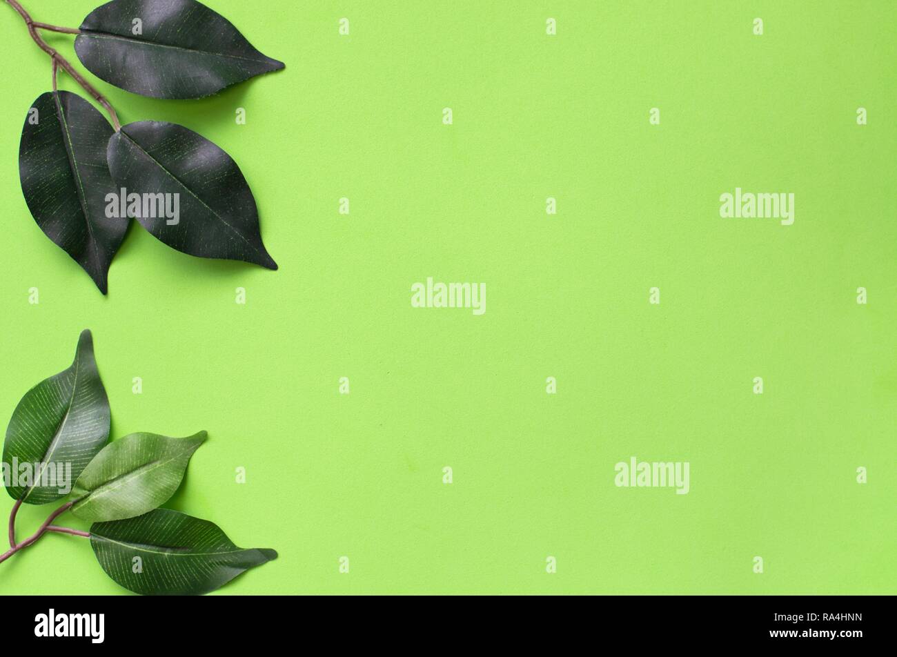 Plain green Spring nature background with tree leaves on the left side ...