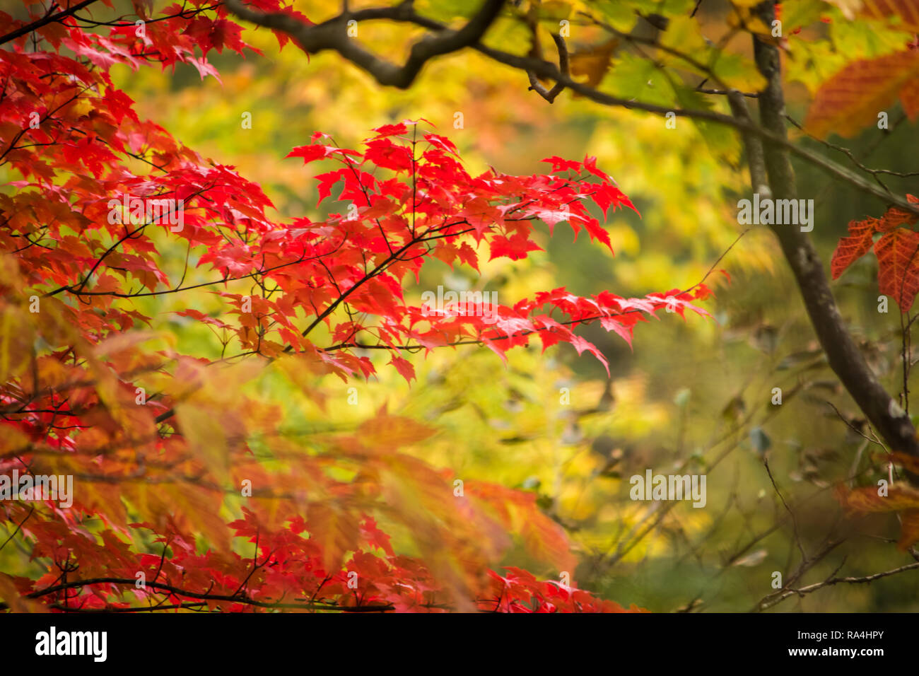 maple leaf, tree branch in beautiful autumn at Nikko with colorful trees. Japanese Maple Leaves ...