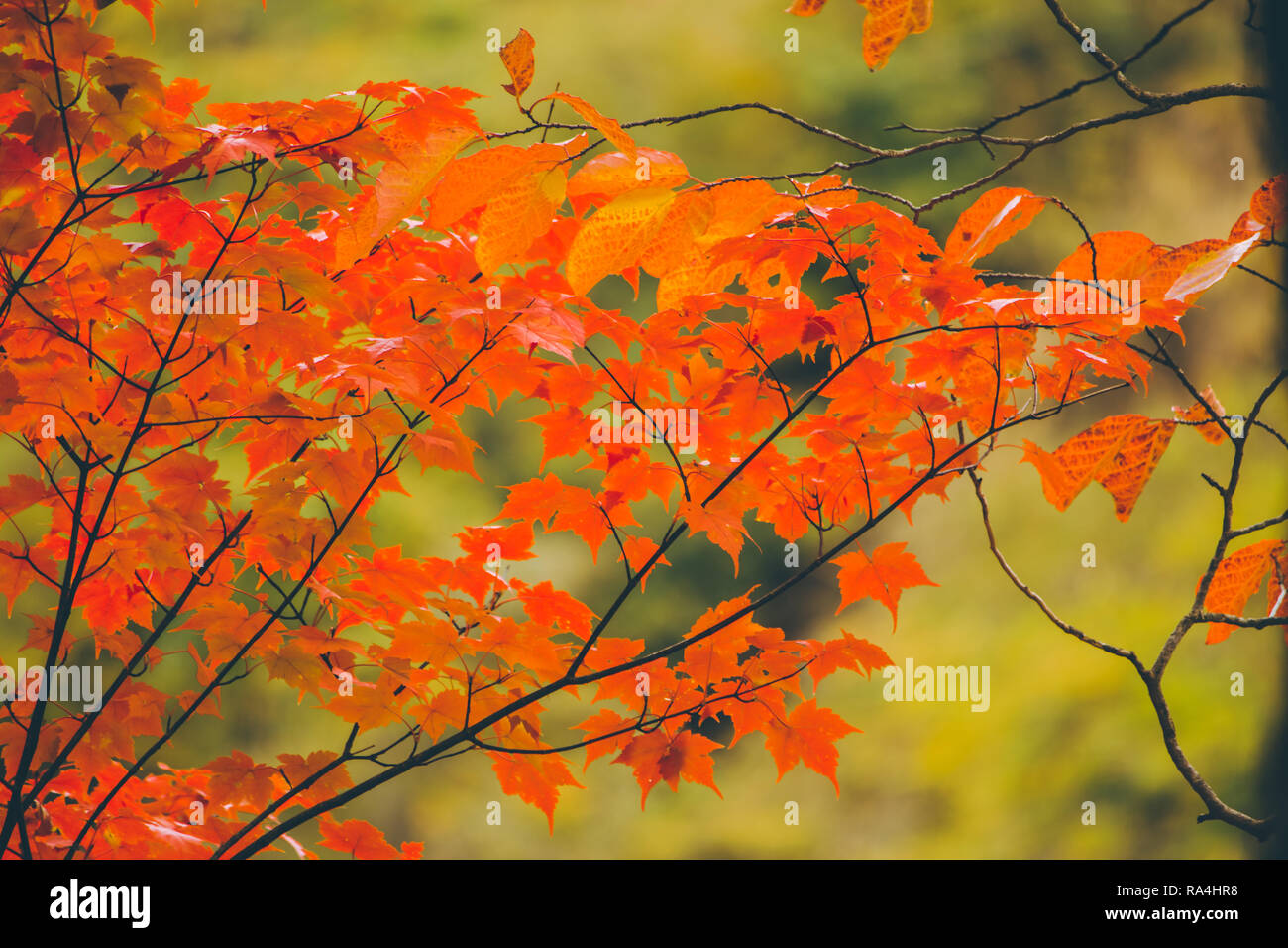 maple leaf, tree branch in beautiful autumn at Nikko with colorful trees. Japanese Maple Leaves ...