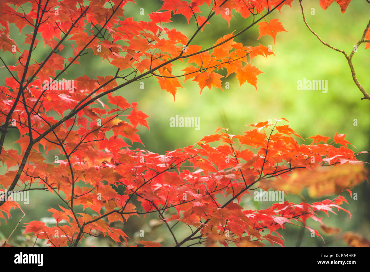 maple leaf, tree branch in beautiful autumn at Nikko with colorful trees. Japanese Maple Leaves ...