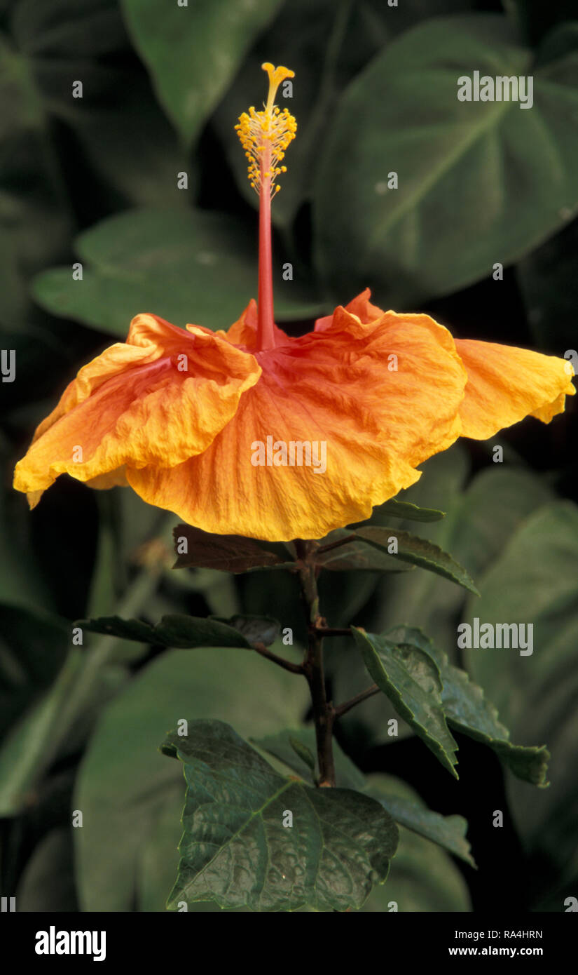 ORANGE HIBISCUS FLOWER Stock Photo - Alamy