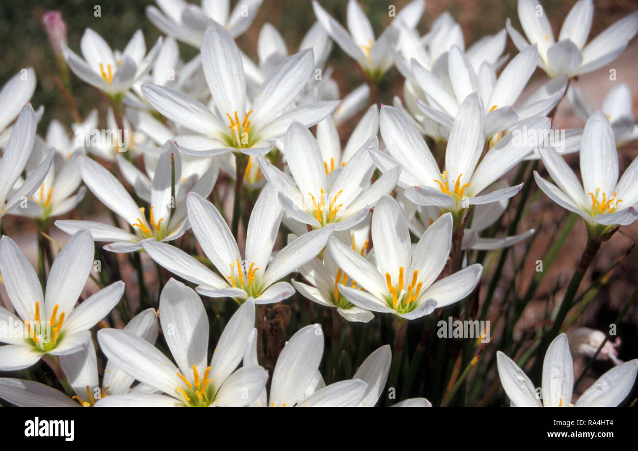 ZEPHYRANTHES CANDIDA (KNOWN AS RAIN LILY, STORM LILY, WEST WIND FLOWER ...