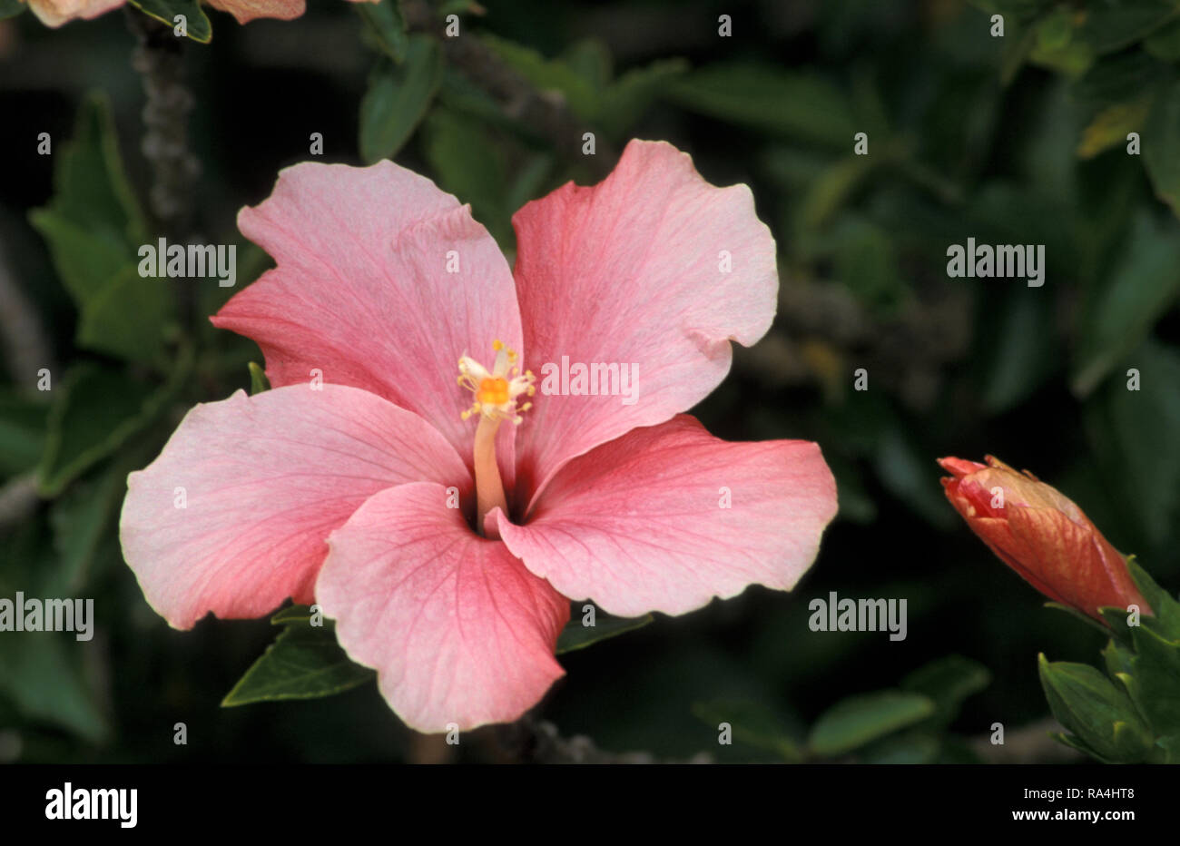 PINK HIBISCUS FLOWER Stock Photo - Alamy