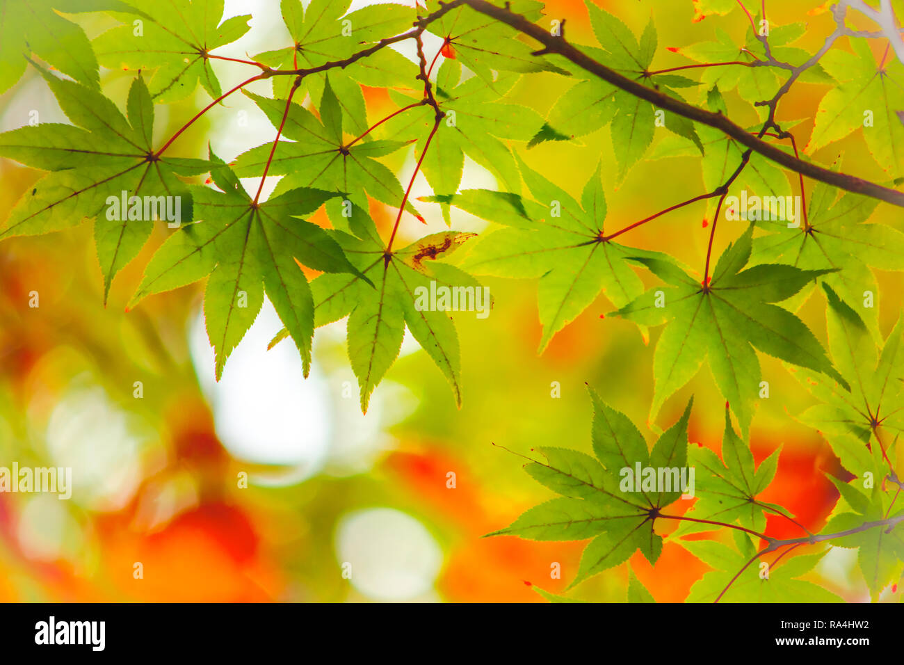 maple leaf, tree branch in beautiful autumn at Nikko with colorful trees. Japanese Maple Leaves ...