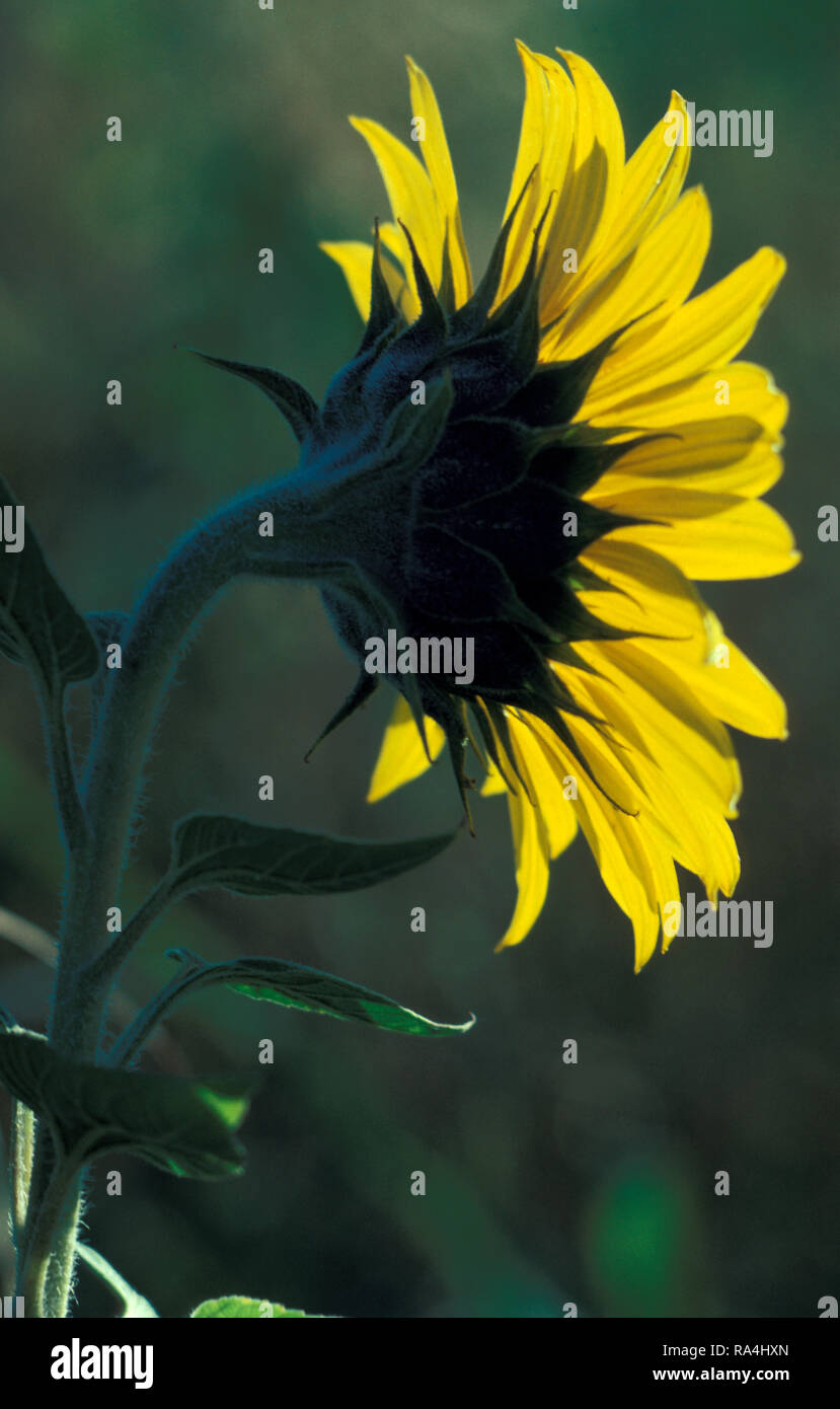 COMMON SUNFLOWER (HELIANTHUS ANNUUS Stock Photo - Alamy