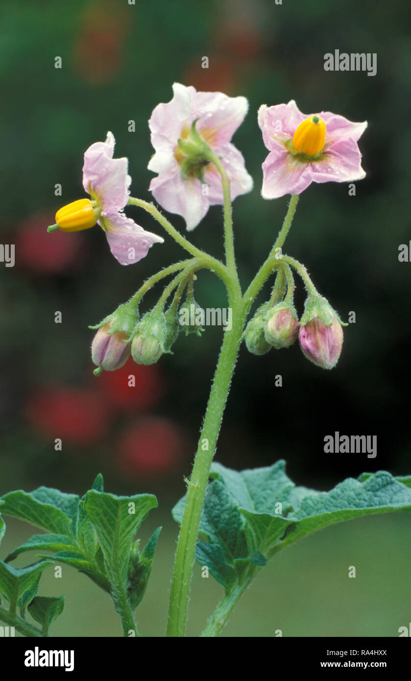 FLOWERING POTATO PLANT (SOLANUM TUBEROSUM) 'SEBAGO' Stock Photo - Alamy