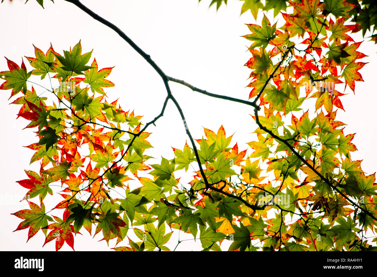 maple leaf, tree branch in beautiful autumn at Nikko with colorful trees. Japanese Maple Leaves ...