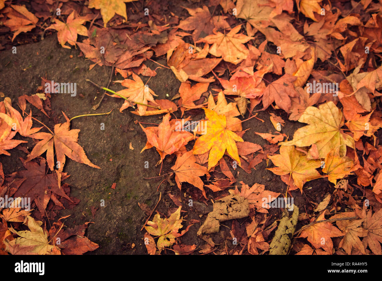 maple leaf fall on the floor, Background of colorful autumn leaves on ...