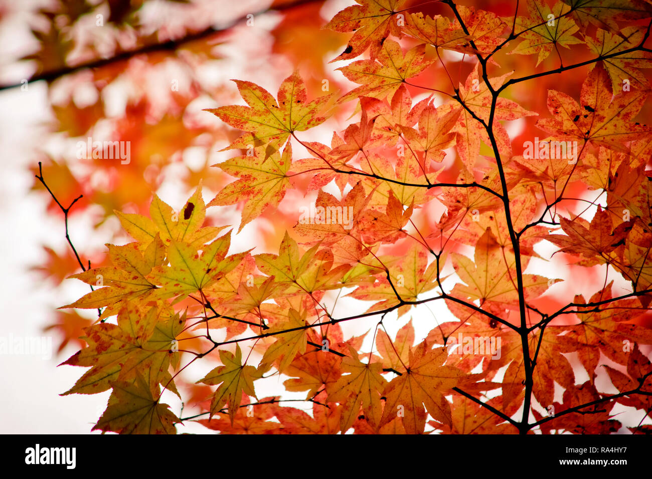 maple leaf, tree branch in beautiful autumn at Nikko with colorful ...
