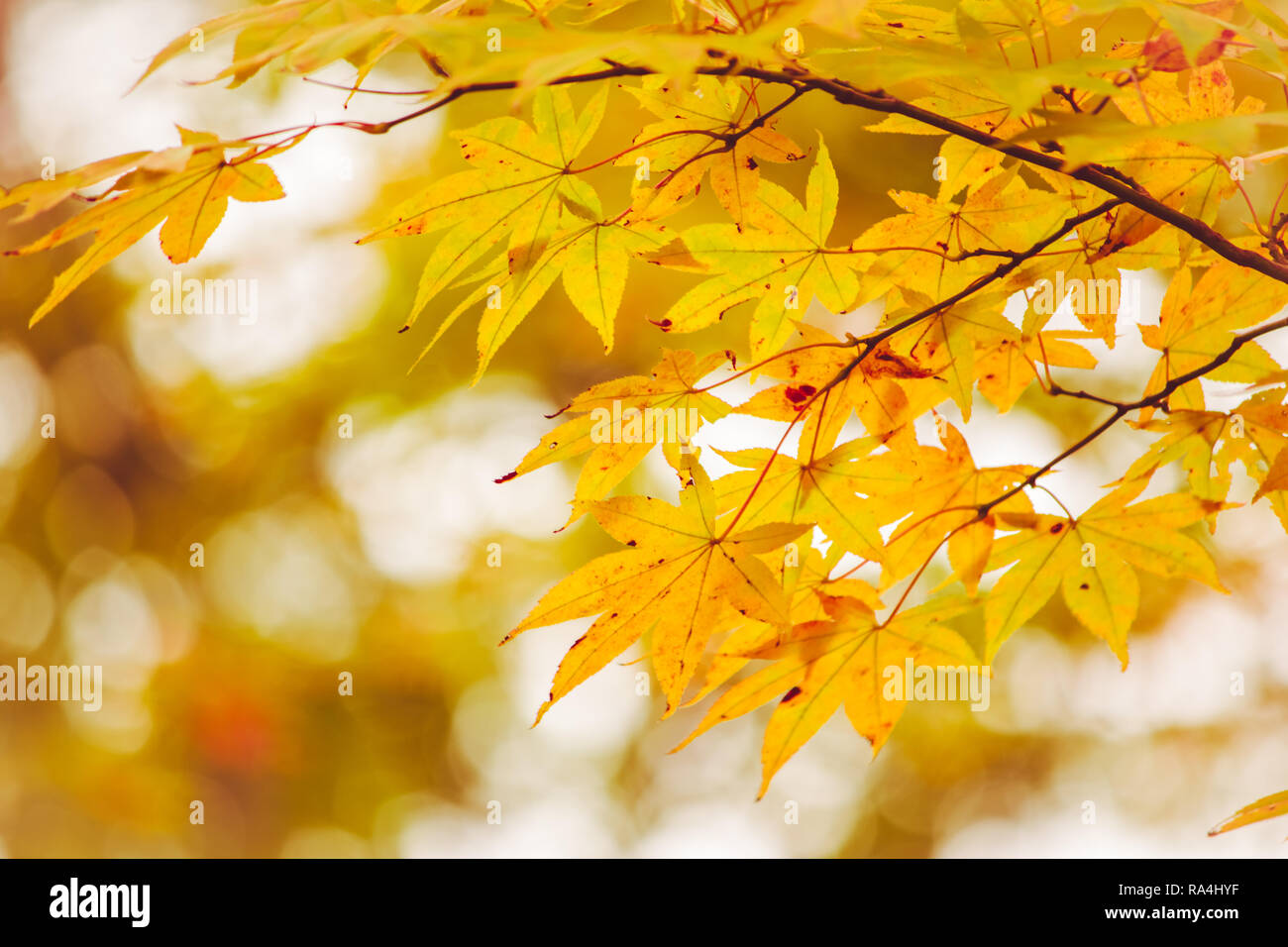 maple leaf, tree branch in beautiful autumn at Nikko with colorful trees. Japanese Maple Leaves ...