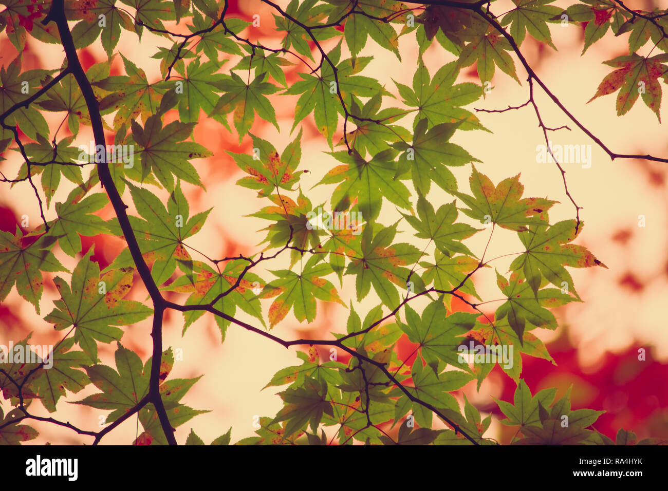 maple leaf, tree branch in beautiful autumn at Nikko with colorful ...
