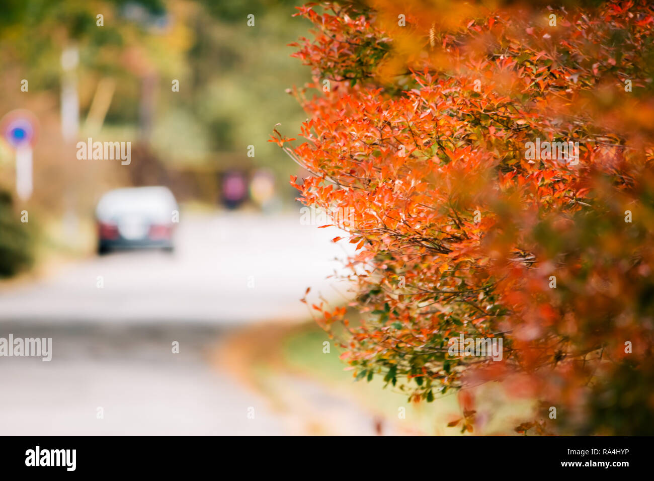 Beautiful romantic road of autumn landscape in Nikko with colorful ...