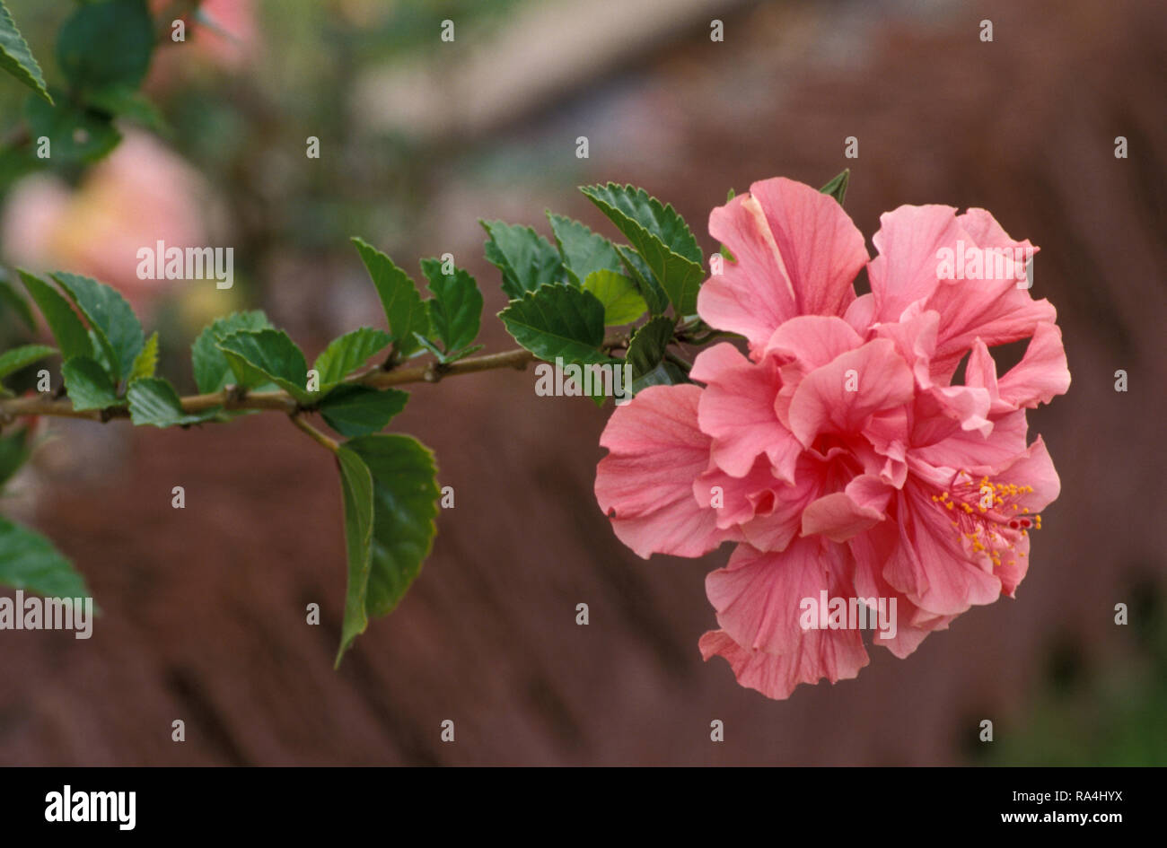 PINK HIBISCUS FLOWER Stock Photo - Alamy