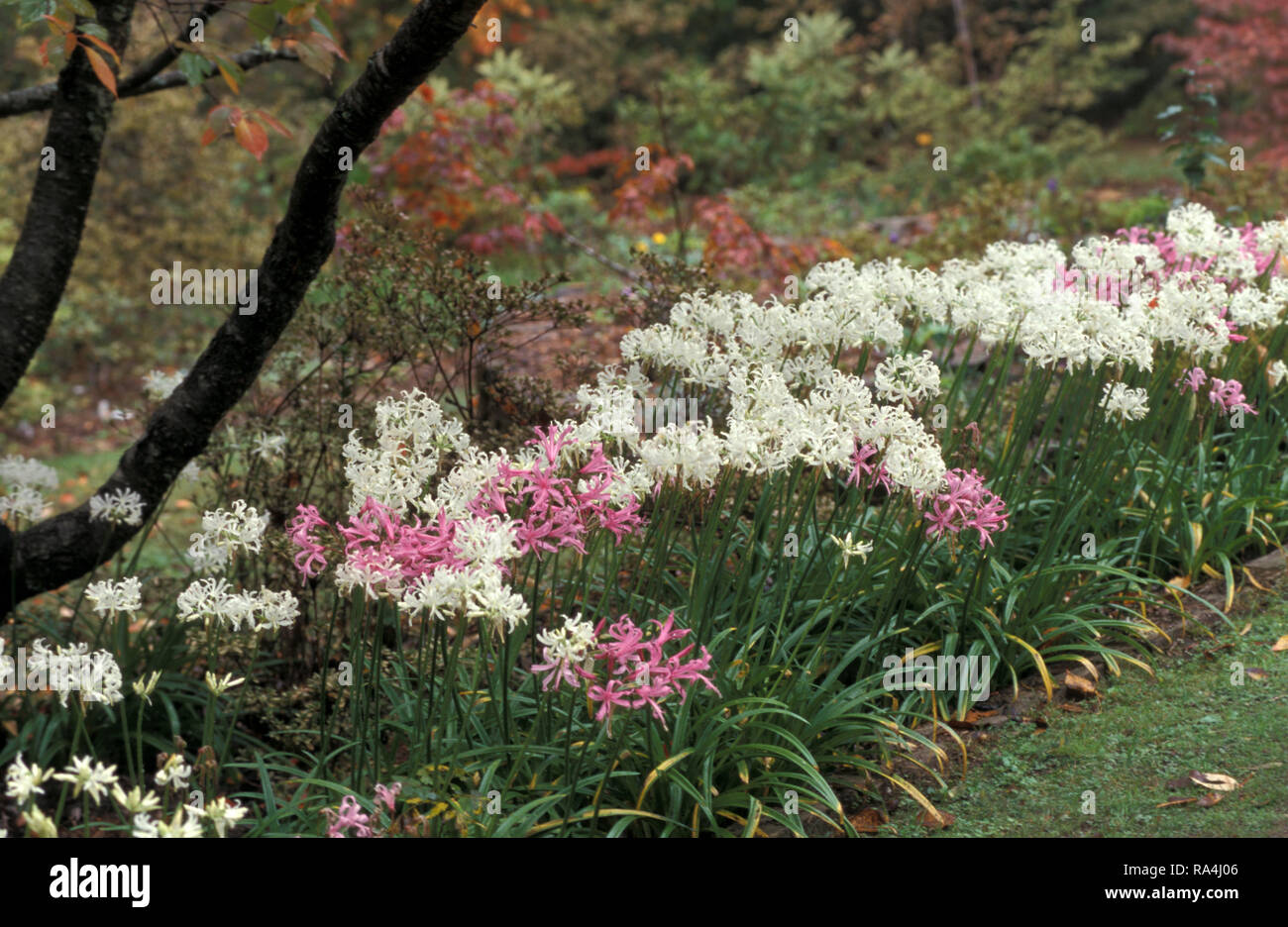 Pink agapanthus hi-res stock photography and images - Alamy