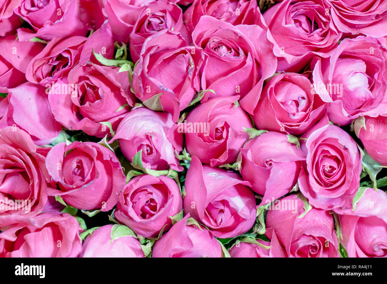 Pink Roses bouquet background, set of Beautiful flower pattern ...