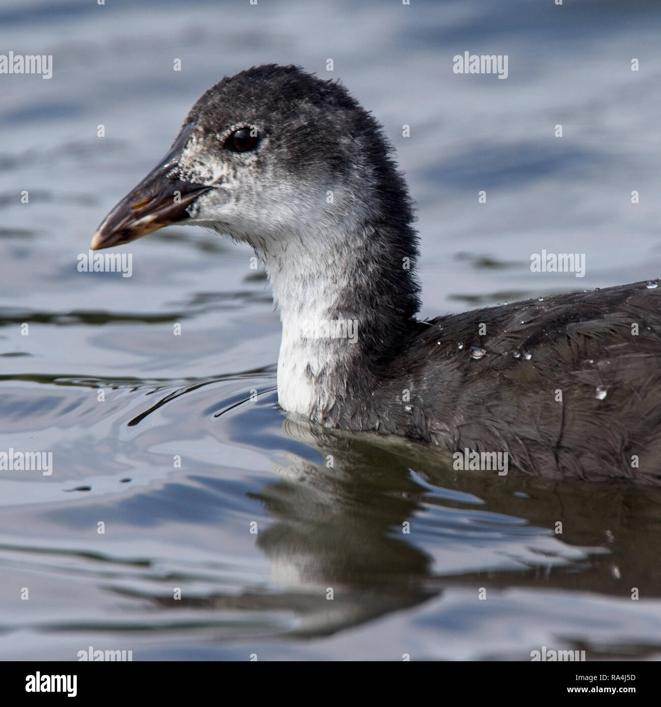 Juvenile coot uk hi-res stock photography and images - Alamy