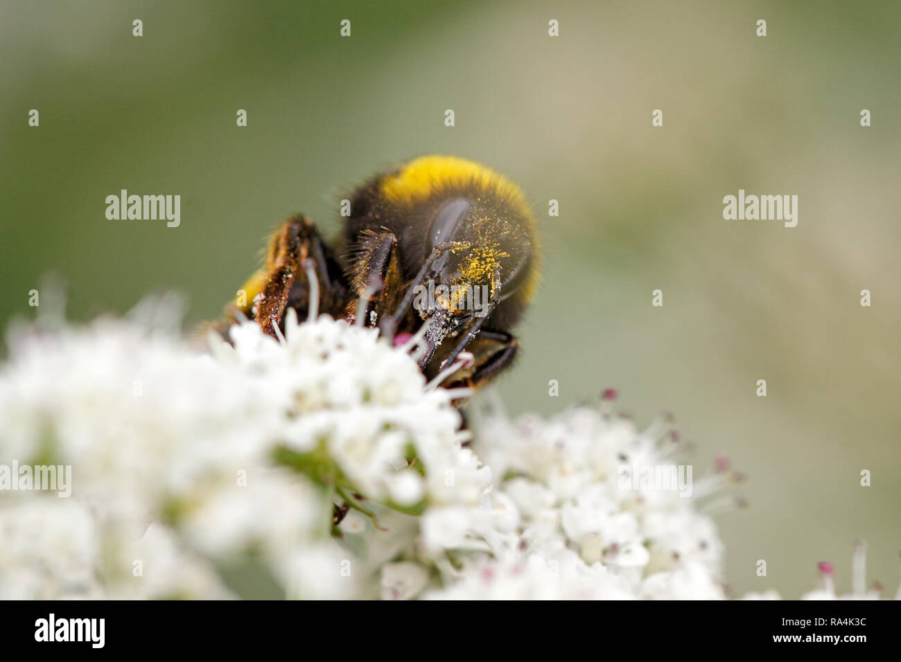 Macro of a bumblebee sucking pollen from wild white flowers Stock Photo ...