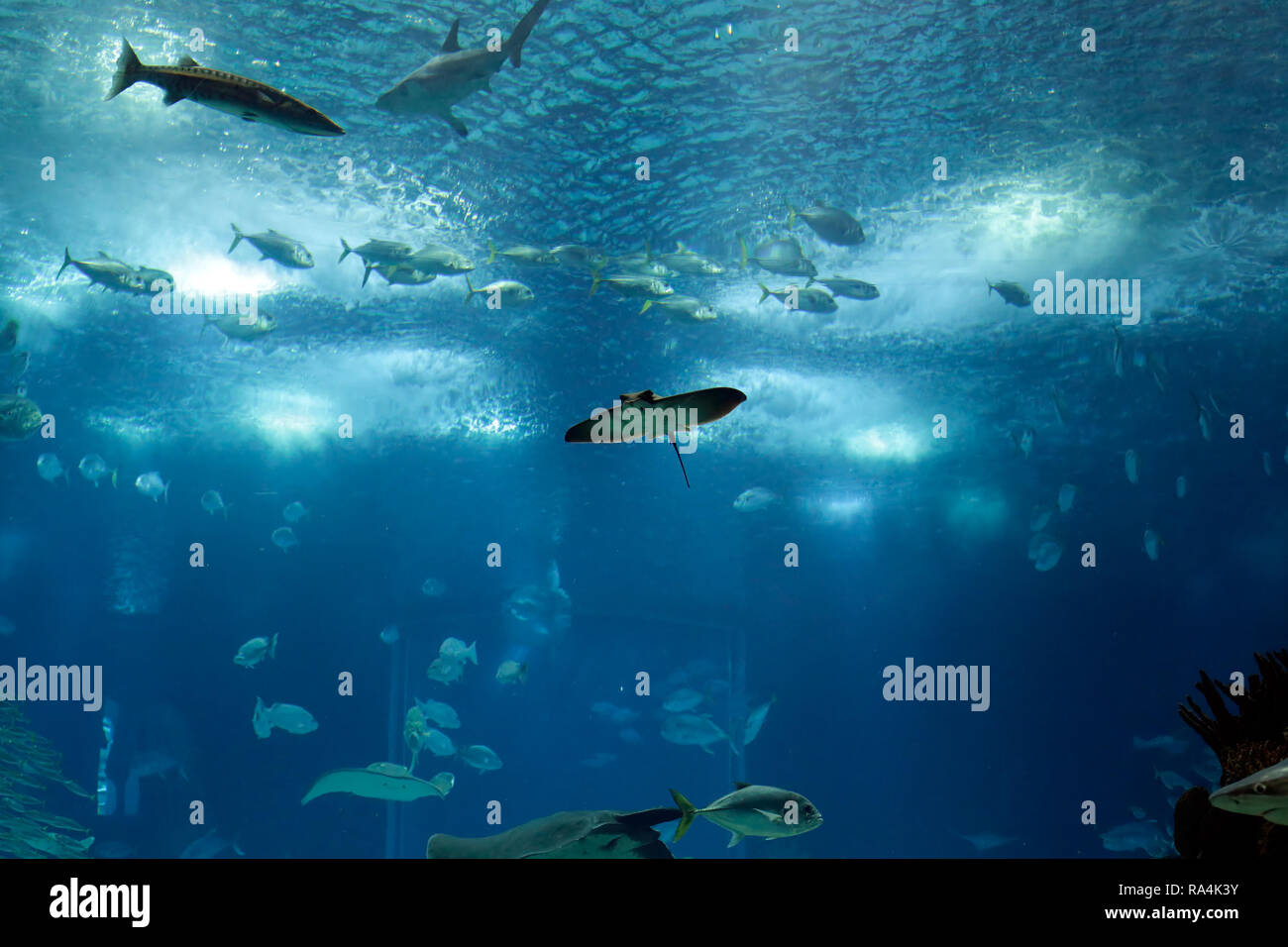 Oceanarium fish hi-res stock photography and images - Alamy