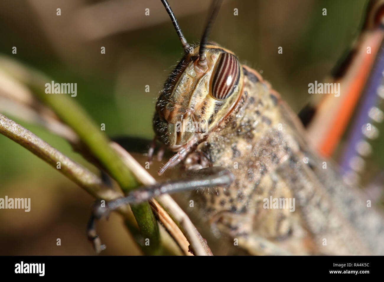 Hairy grasshopper hi-res stock photography and images - Alamy